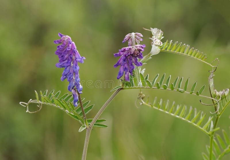 Tufted Vetch stock image. Image of fabaceae, flora, burren - 25388385