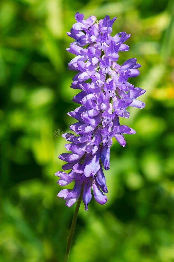 Tufted Vetch - Vicia Cracca Stock Image - Image of bloom, conservation ...