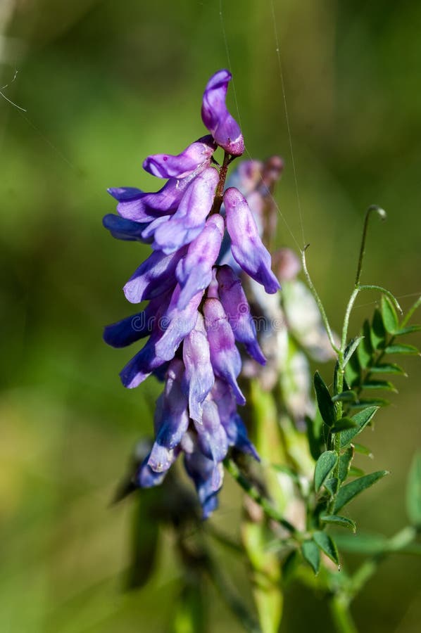 Tufted vetch flower stock photo. Image of flora, grassland - 49830800