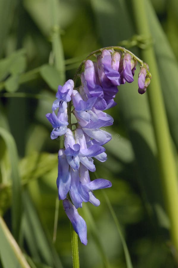 Tufted Vetch stock image. Image of summer, hedgerow, vetch - 69589109