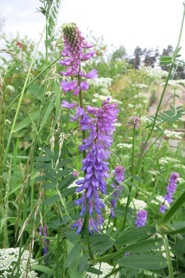 Tufted Wikke of Vogelwikke (Vicia Cracca) Stock Afbeelding - Image of ...