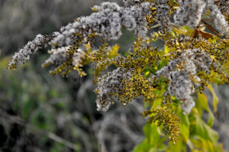 Tufts stock photo. Image of white, yellow, tufts, detail - 62684784