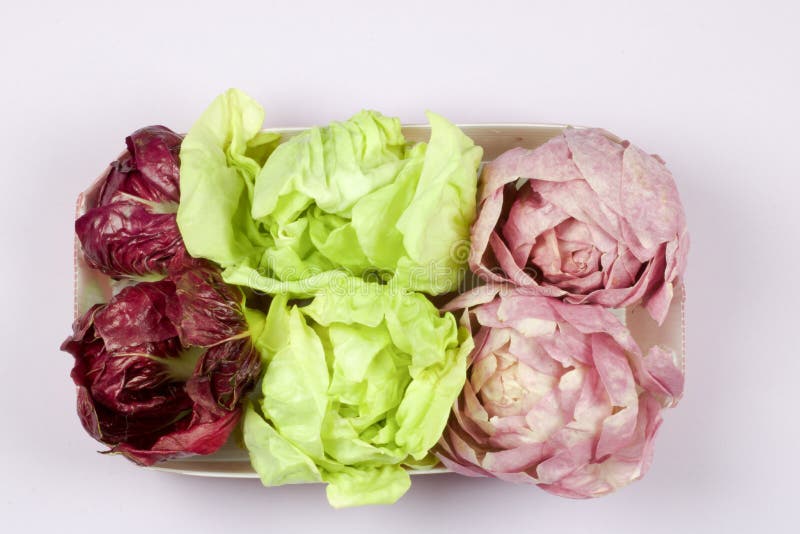 Tufts of Chicory in Three Colors in a Container on Lig Stock Photo ...