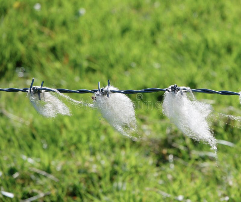 Wool on barbed wire fence. stock image. Image of fluffy - 273974835