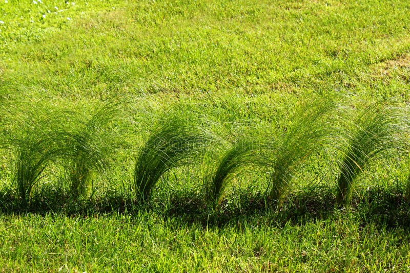 Grass Tufts Stock Photos - Download 642 Royalty Free Photos