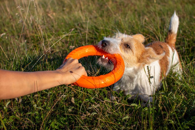 Tug of Orange Toy Rings with Jack Russell Terrier Stock Photo - Image ...