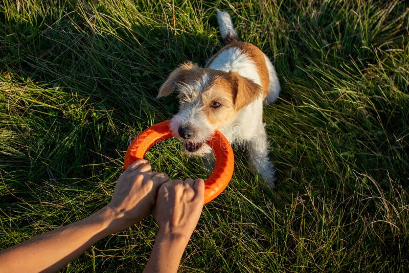 Tug of Orange Toy Rings with Jack Russell Terrier Stock Photo - Image ...