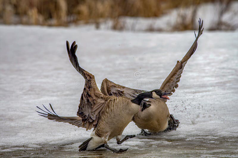 Canada geese fighting stock image. Image of spring, geese - 266931479