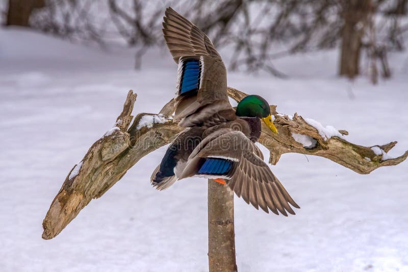 Duck falling off post stock photo. Image of swan, snow - 266916760