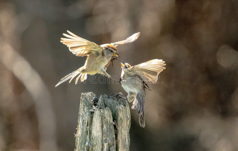 Sparrows fighting stock photo. Image of sparrows, post - 266918532