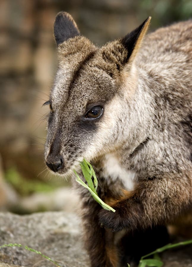 Vallaby arkivfoto. Bild av gräs, landmärke, australien - 10980194