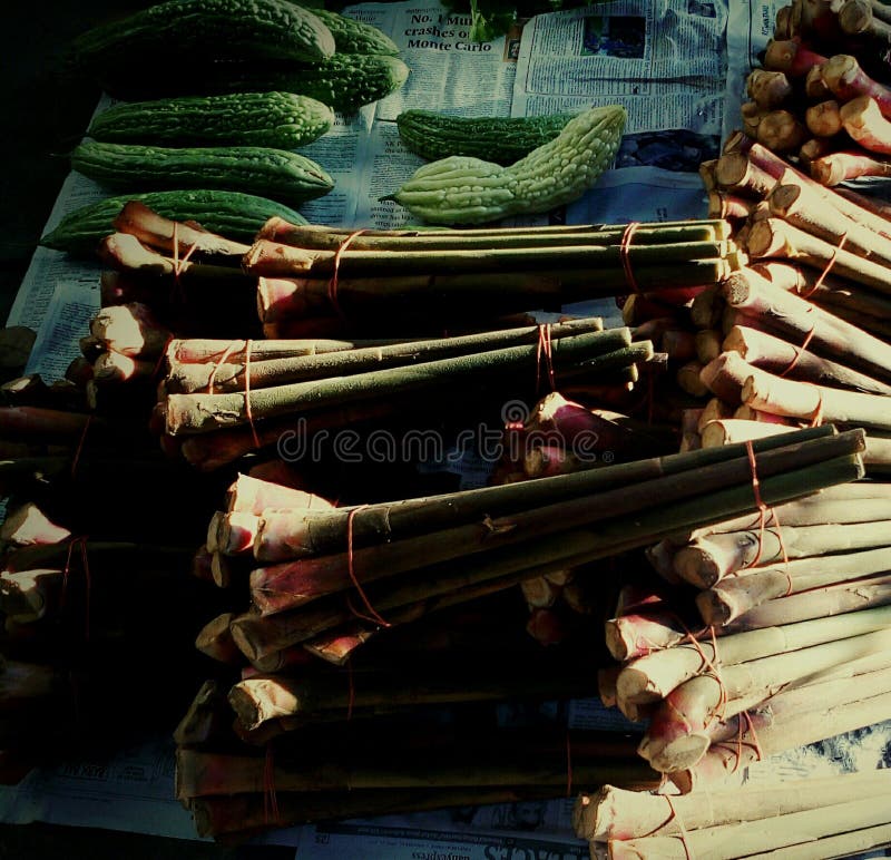 Tuhau editorial stock image. Image of borneo, delicious - 103971124