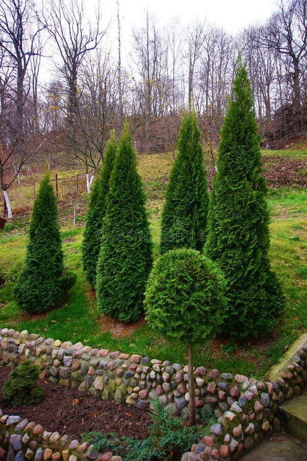 Tui in the backyard. stock photo. Image of beautiful - 185389714