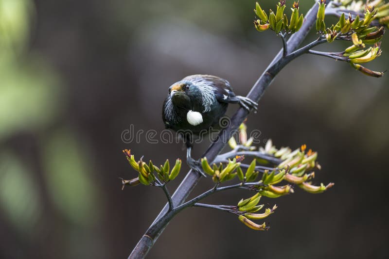 Tui Bird stock photo. Image of zealand, perch, kiwi, pacific - 28522708