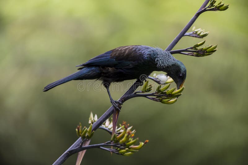 Tui Bird stock photo. Image of perch, zealand, birdwatching - 28522576