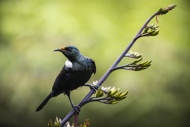 Tui Bird stock image. Image of birdwatcher, flax, bird - 28522615