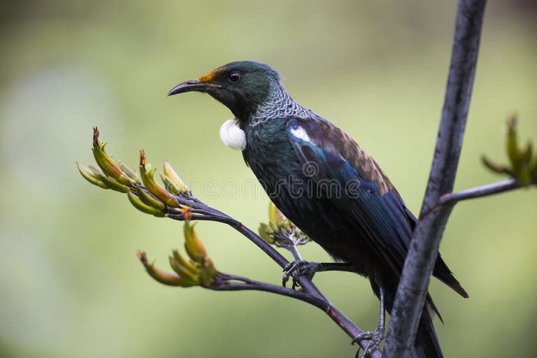 863 Tui Bird Stock Photos - Free & Royalty-Free Stock Photos from ...