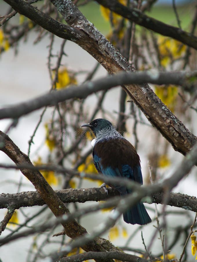 Tui Bird foto de archivo. Imagen de sentada, detalle - 40335304
