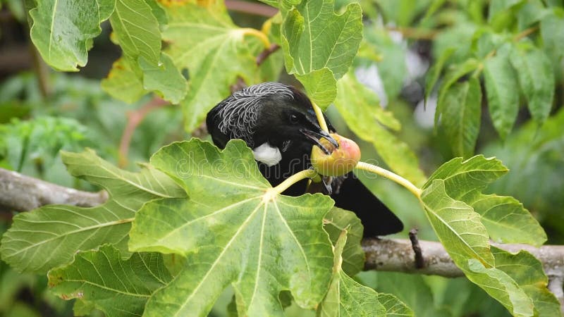 Tui Bird Eating a Fig from the Tree Stock Footage - Video of leaves ...