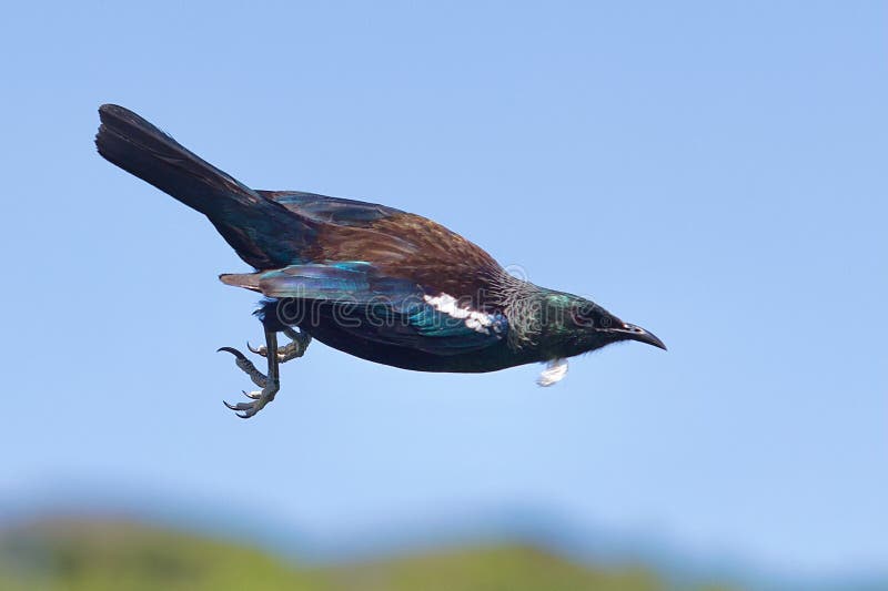 Tui bird in flight diving stock image. Image of bird - 362634333