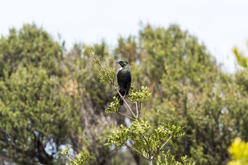 Tui Bird stock photo. Image of zealand, perch, kiwi, pacific - 28522708