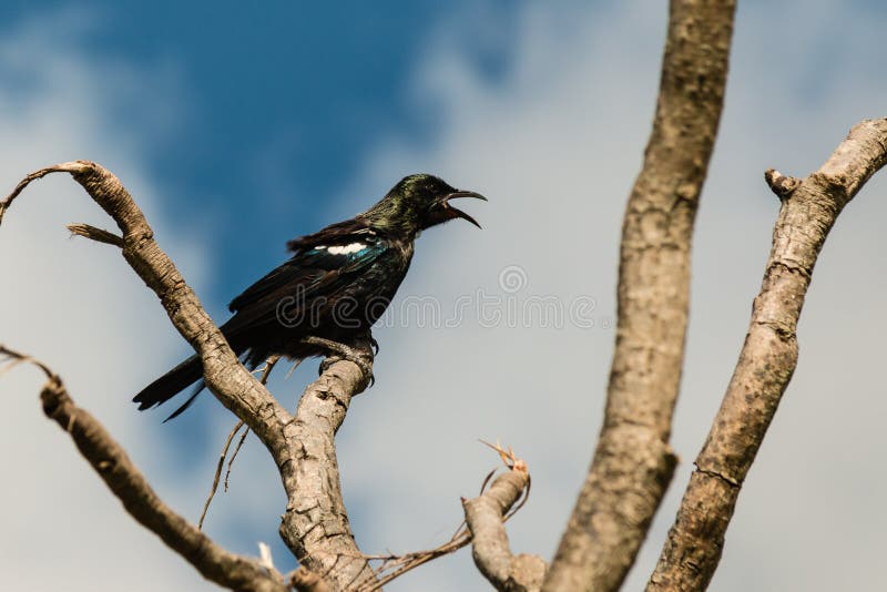 Tui Bird Singing on Tree Branch Stock Photo - Image of singing, wings ...