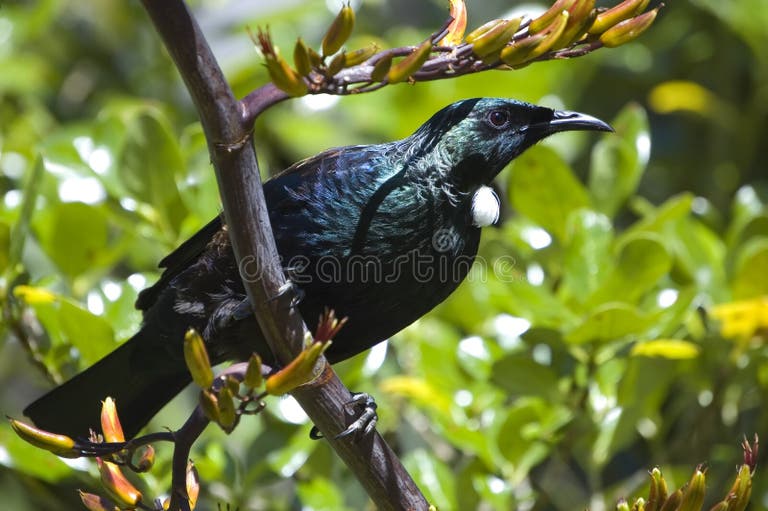 4,965 Plant Zoo View Stock Photos - Free & Royalty-Free Stock Photos ...