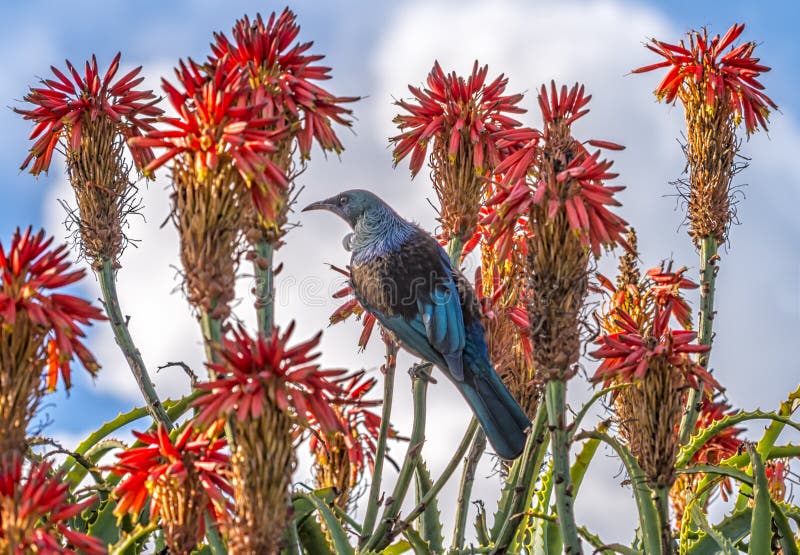 Tui bird stock image. Image of tree, feather, beak, zealand - 58686555