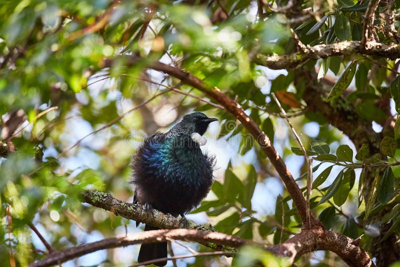 Tui bird in the trees stock photo. Image of green, foliage - 107679684