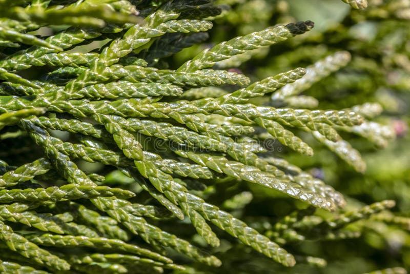 Tui branches close-up stock photo. Image of bough, garth - 189388802
