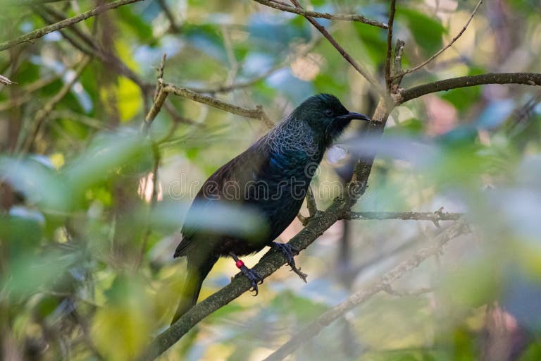 Tui Birds Background Stock Photos - Free & Royalty-Free Stock Photos ...