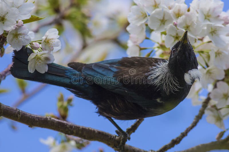 Tui in Cherry tree stock photo. Image of spring, bossom - 64303232