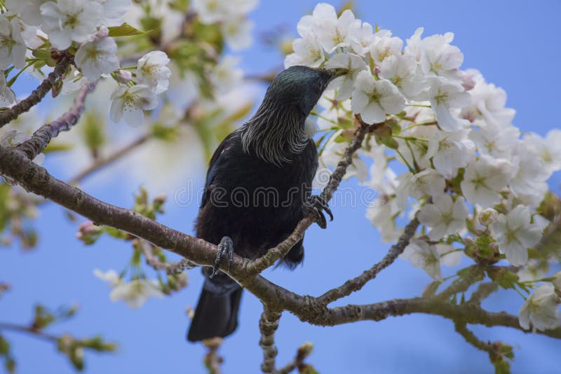 Tui in Cherry tree stock image. Image of spring, bird - 64303247