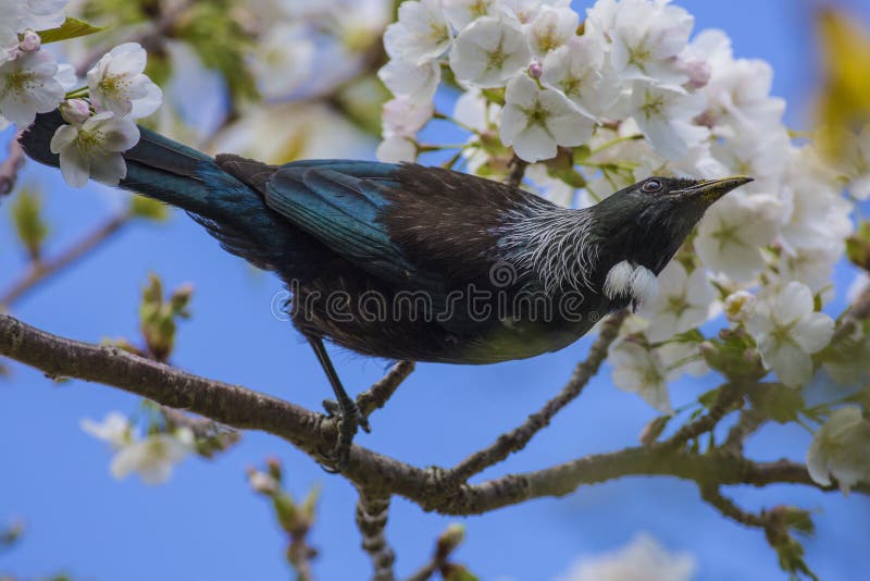 Tui in Cherry tree stock photo. Image of zealand, blossoming - 64303332