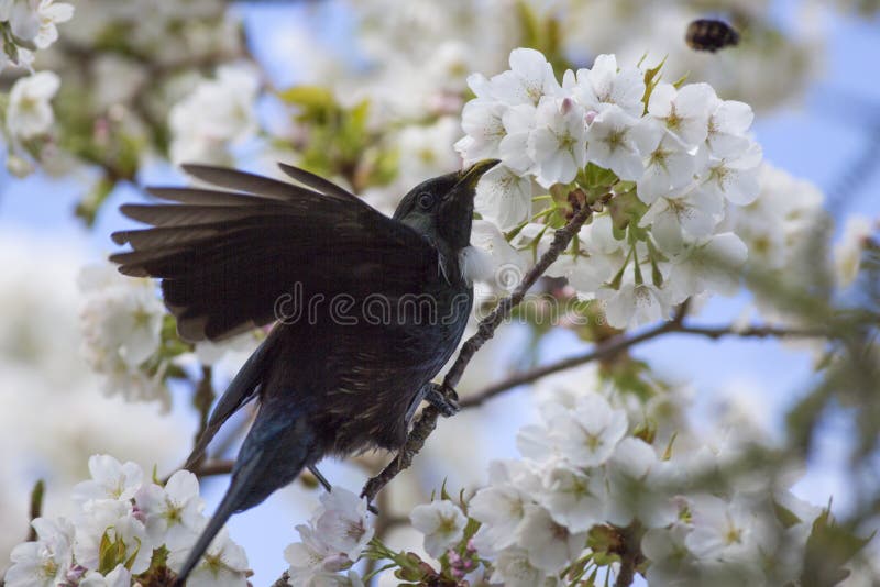 Tui in Cherry tree stock photo. Image of zealand, flower - 64303234