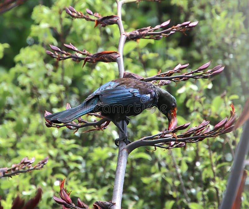 Tui Feeding Honey in the Garden Stock Photo - Image of wing, sparrow ...
