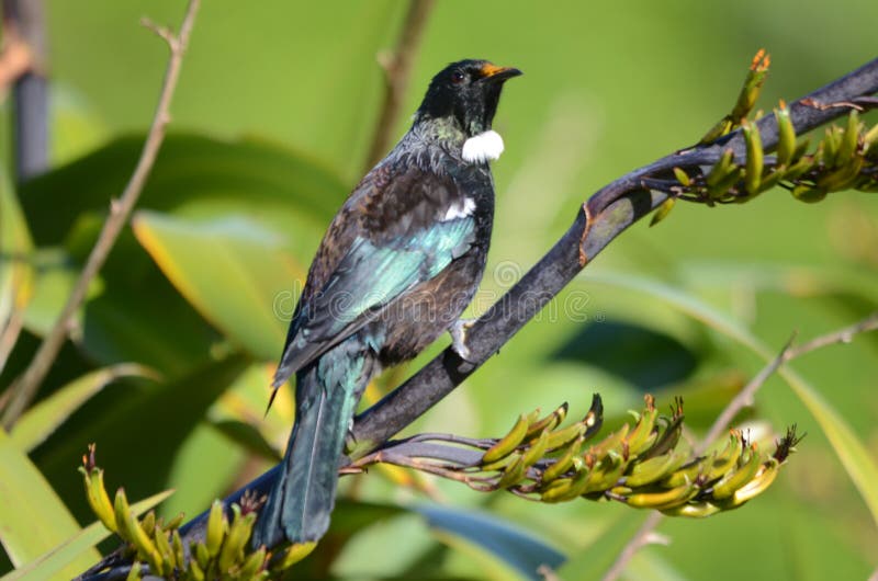 Tui on Flax stock photo. Image of bird, organism, beak - 91367302