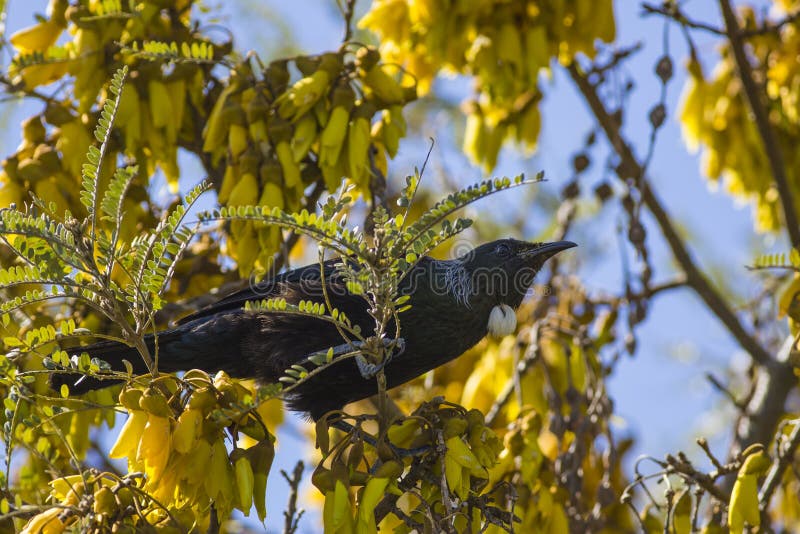 Tui in Kowhai Tree stock image. Image of spring, bird - 64303245