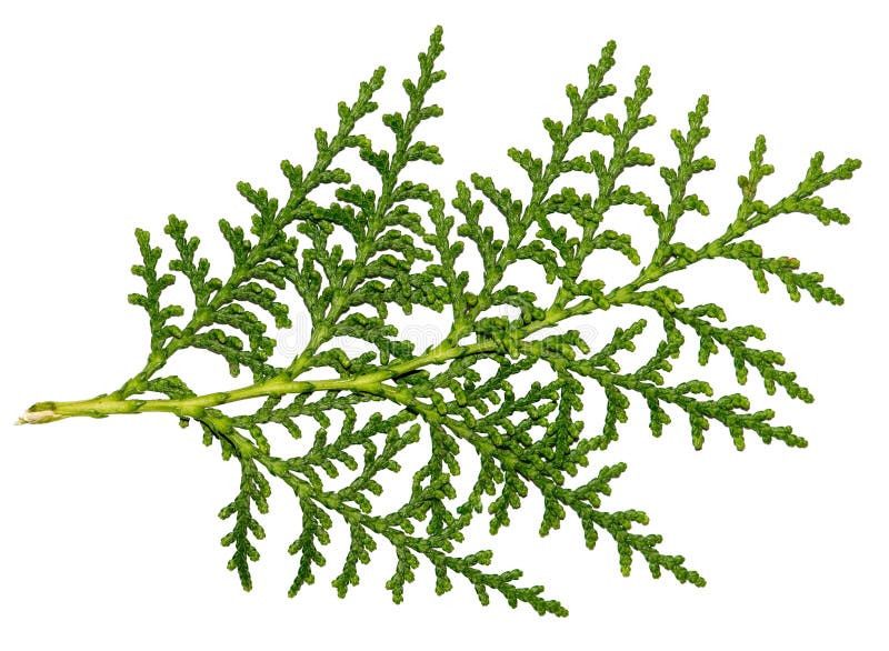 Tui Isolated White Background Stock Photos - Free & Royalty-Free Stock ...