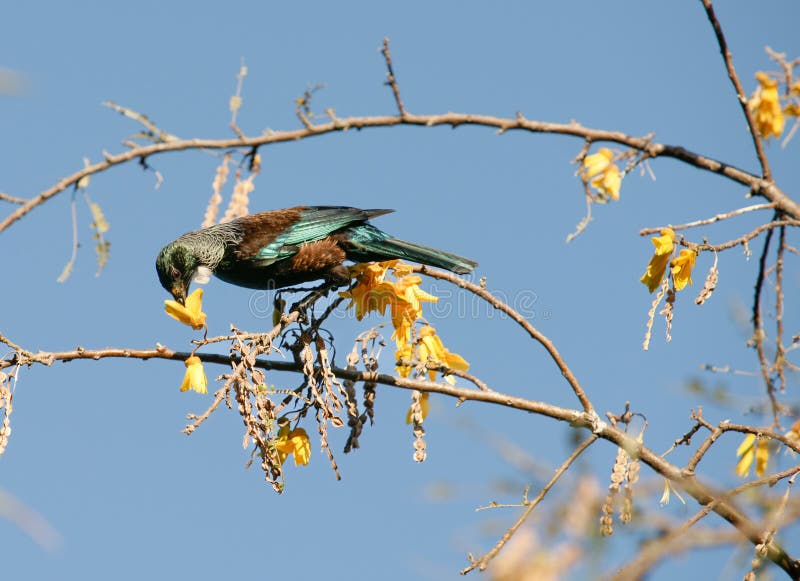 Tui Nectar Feeding in Kowhai Tree Stock Photo - Image of bright ...