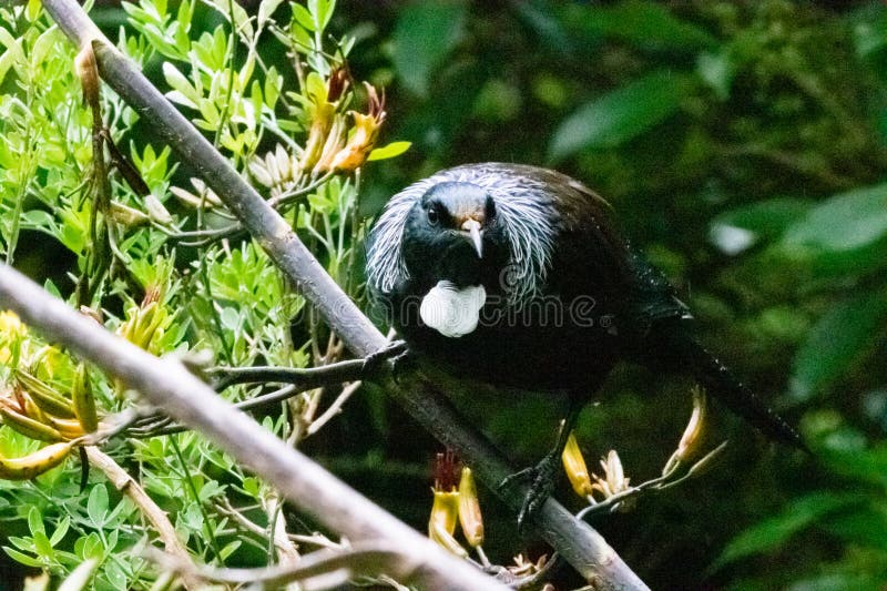 A Tui in New Zealand 7654 stock image. Image of bird - 270724409