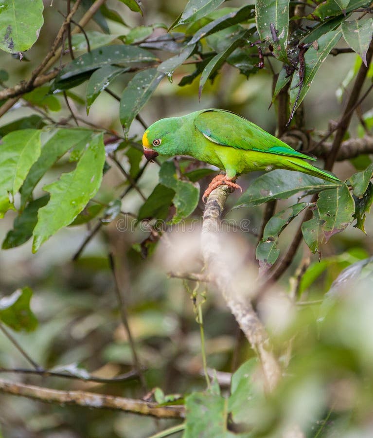 Far Bird Creatures Stock Photos - Free & Royalty-Free Stock Photos from ...