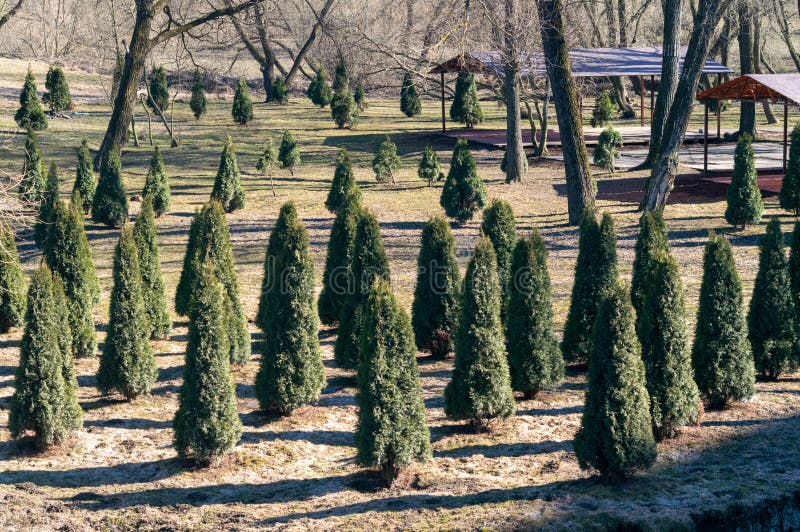 Tui in the park stock image. Image of wintergreen, american - 278923263
