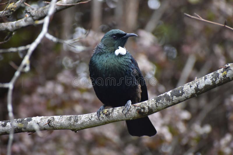 Tui Photo 3 stock photo. Image of wing, nature, animal - 330330888