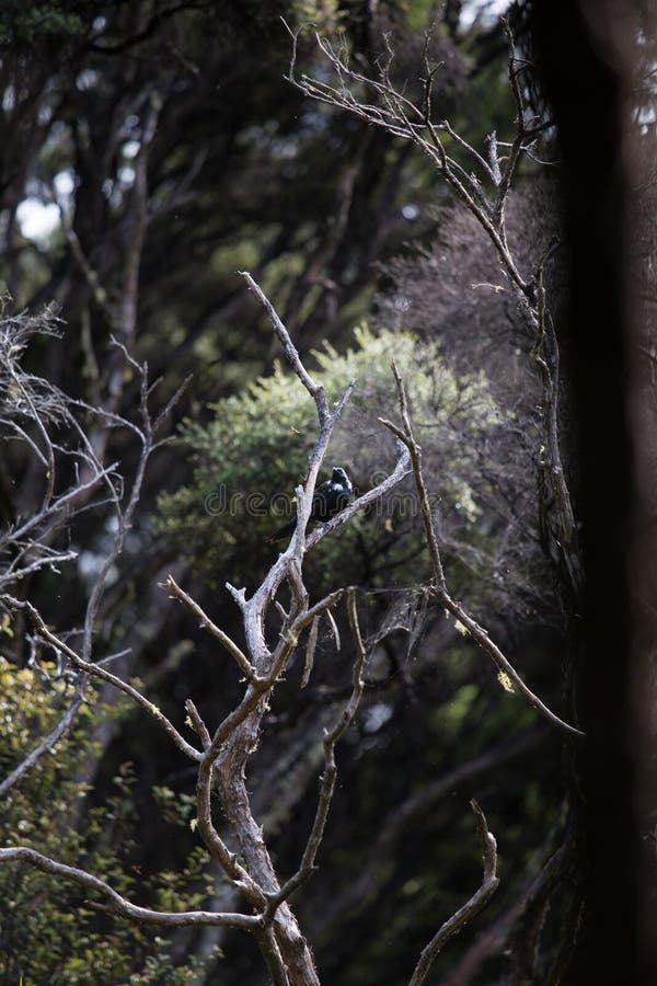Tui Sitting in Tree in a Forest in NZ Stock Photo - Image of border ...
