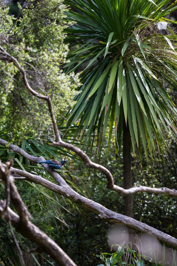 Tui Sitting in Tree in a Forest in NZ Stock Photo - Image of light ...