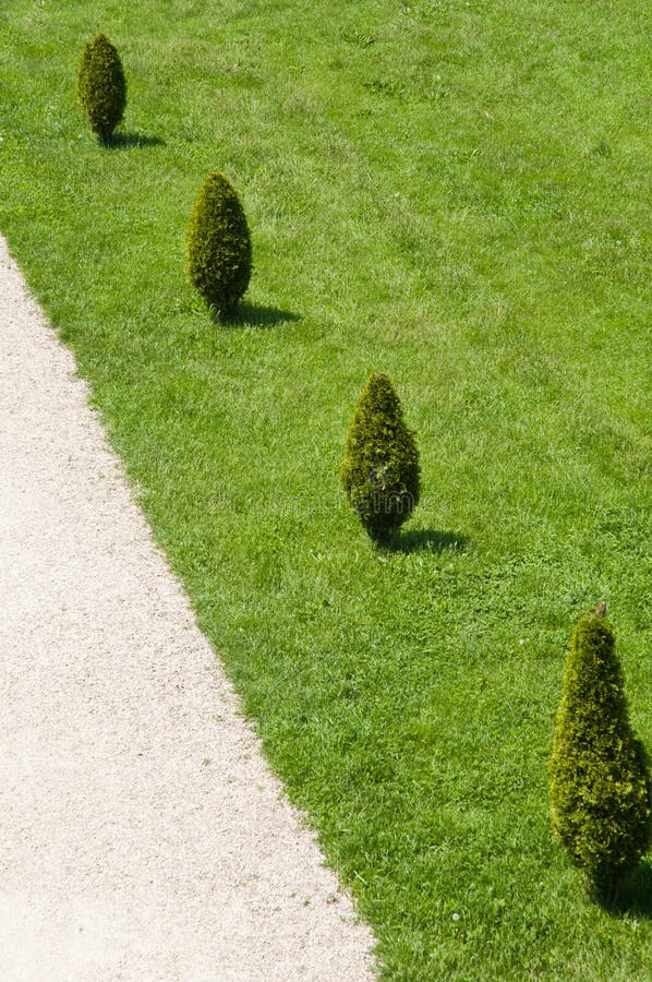 Tuia trees in the grass stock photo. Image of tuia, environmental ...