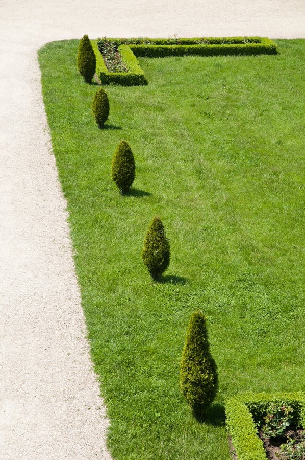 Tuia trees in the grass stock photo. Image of garden - 19548338