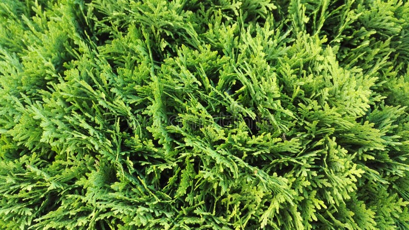 Tuija stock photo. Image of green, garden, flora, nature - 108768670