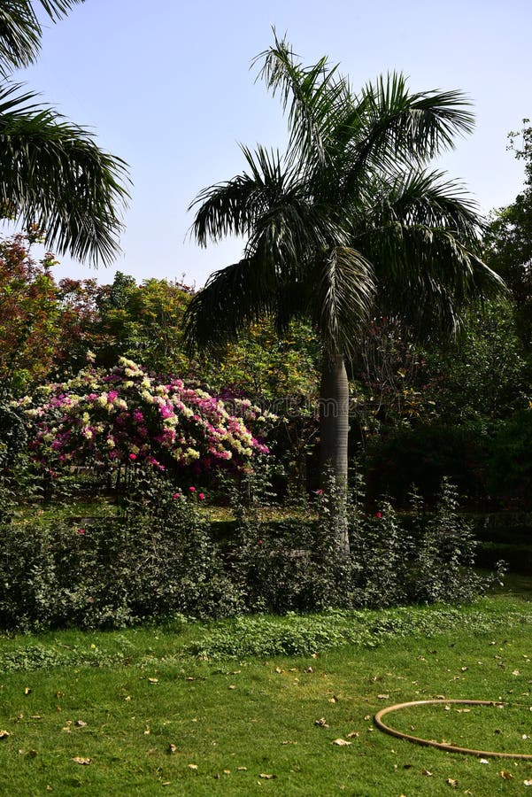 De Schoonheid Van De Tuinen - Lelie. Knop Van Rode Liliu Stock Foto ...